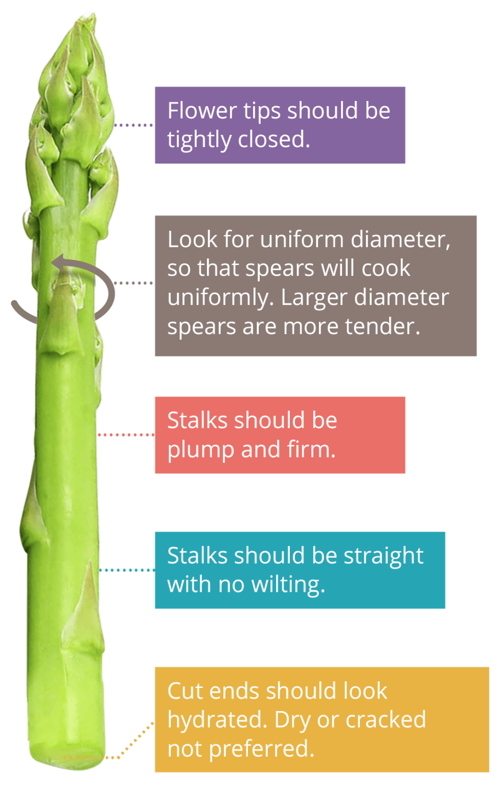 Tips & Tricks - Michigan Asparagus